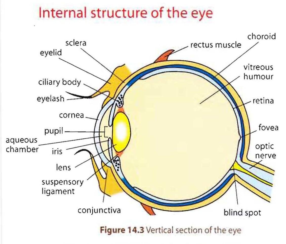 The Eye Cameroongcerevision The Eye Cameroongcerevision