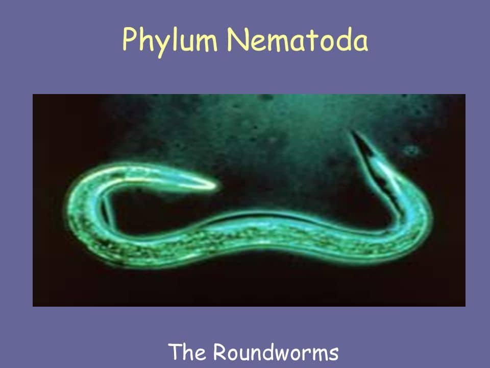 Phylum Nematoda Examples Door Of Knowledge: Phylum Annelida (Segmented