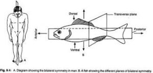 Complete A/L Biology course Part III CHP:1 Kingdom Animalia ...